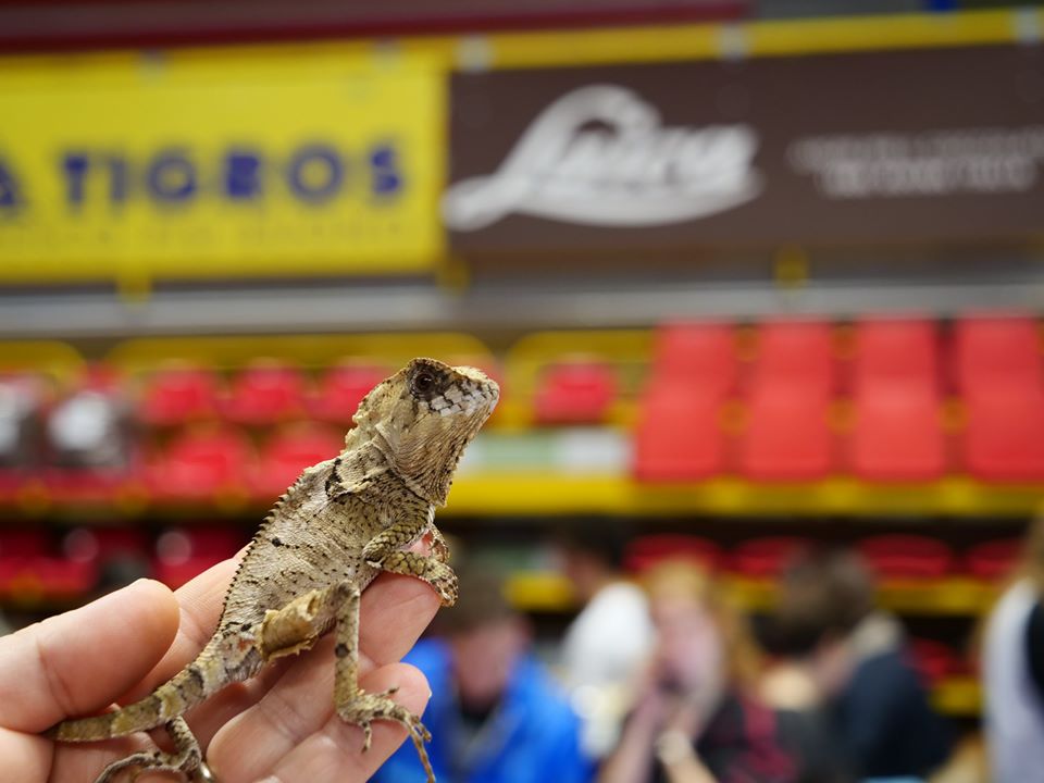 DOVE SIAMO – WHERE – MILANO REPTILES MEETING – 31 GENNAIO 2027